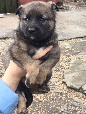 Щенки бесплатно