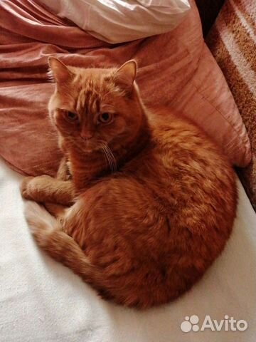 Кот