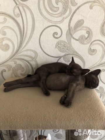 Бурманская(бурма)