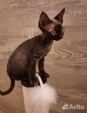 Котята девон-рекс