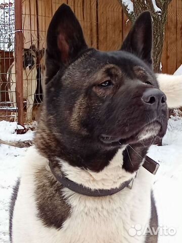 Шикарные Акитята