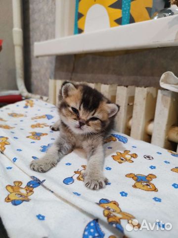 Кошки
