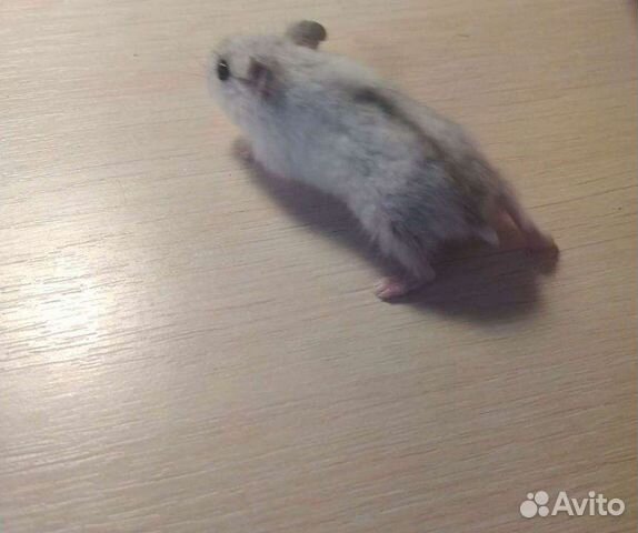 Джунгарский хомяк