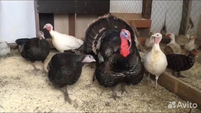 Индюки индюшки индейки