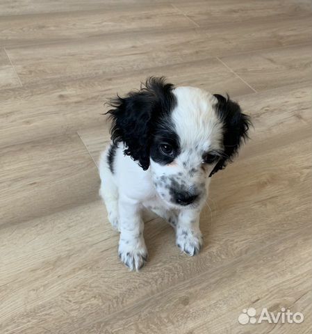 Американский кокер спаниель