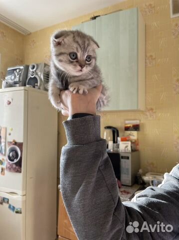 Котенок метис (британка+шотландец)