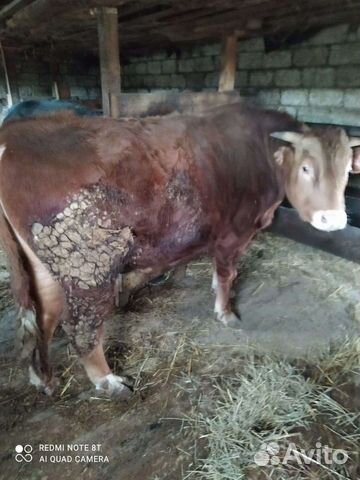Бык на племя