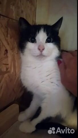 Кошка устала сидеть в клетке