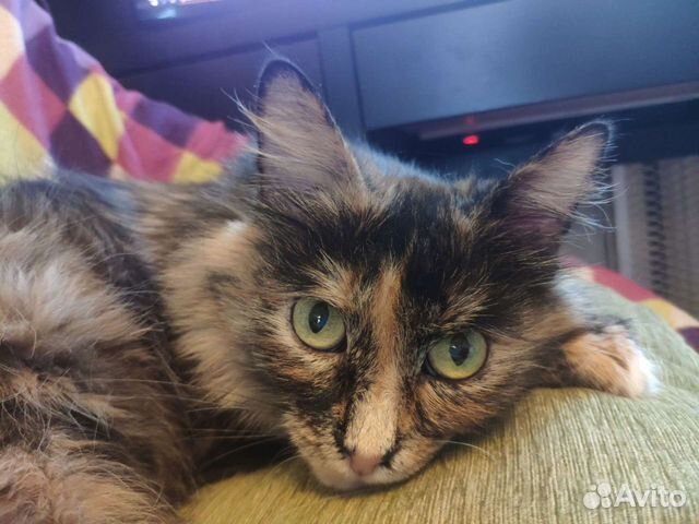 Кошечка Эми 11 месяцев. Трёхцветная красотка в дар