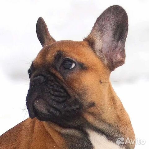 Яркая красотка