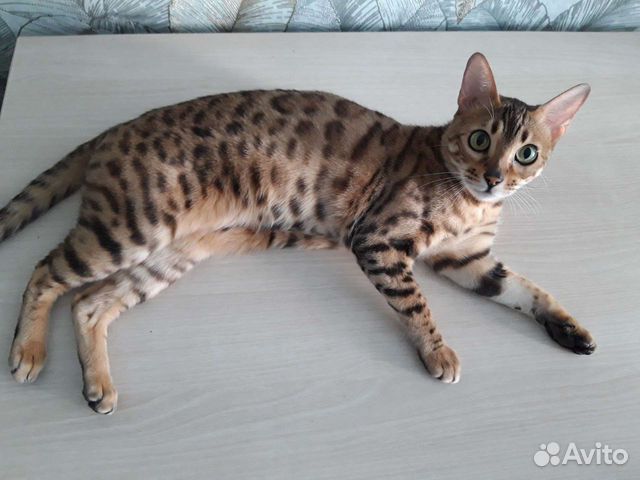 Бенгальская