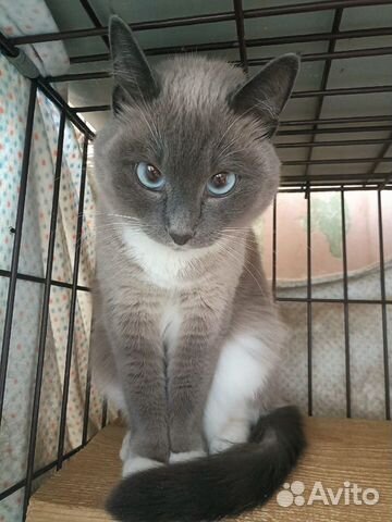 Кошечка Эльза