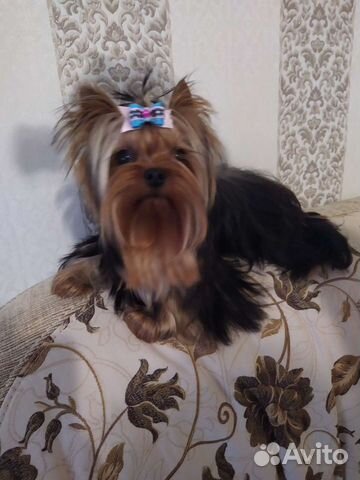 Продаётся мальчик йорка