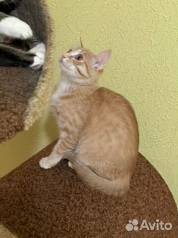 Рыженький котенок мальчик бесплатно