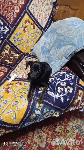 Собака порода той-терьер