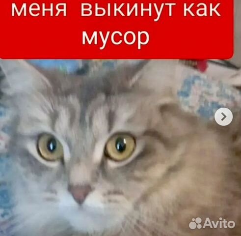 Серую тихую кошечку выгоняют на улицу