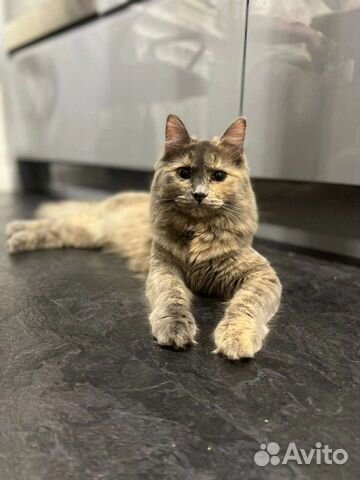 Кошка в дар