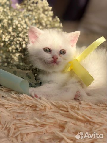 Шотландские котята