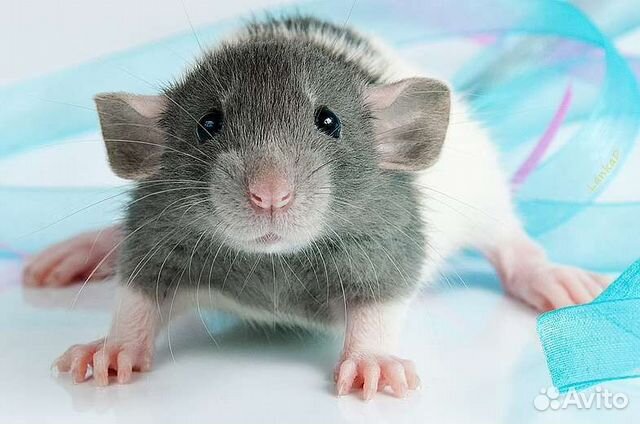 Крысята малыши