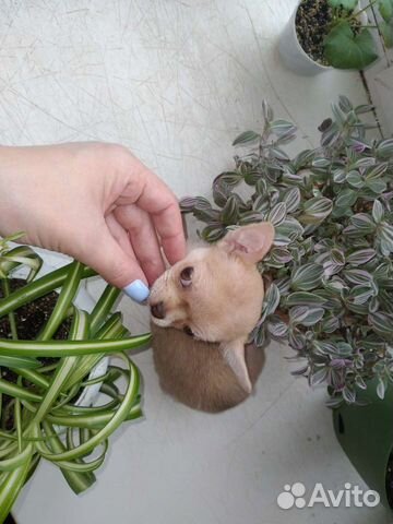 Чихуахуа мини