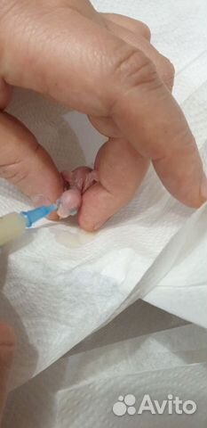 Птенцы волнистого попугая ручные