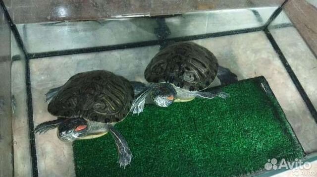 Красноухая черепаха с аквариумом