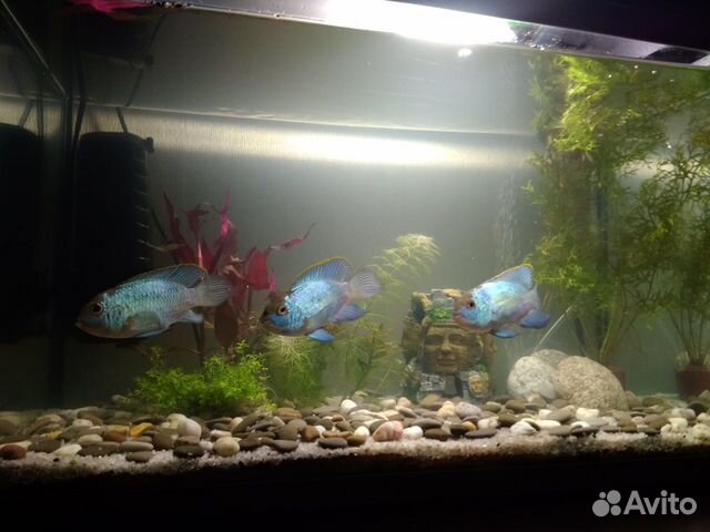 Аквариум tetra 60 литров