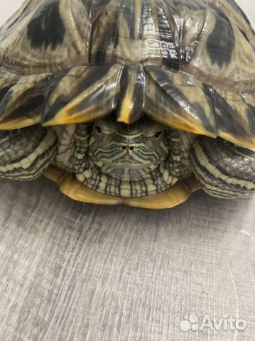 Отдам в добрые руки черепах