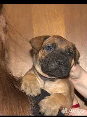 Южноафриканский бурбуль щенки