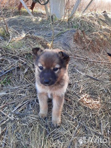 Щенки бесплатно