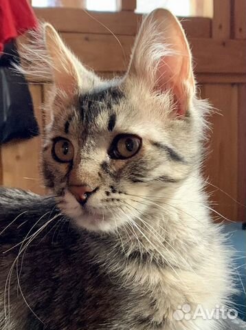 Кошки в добрые руки