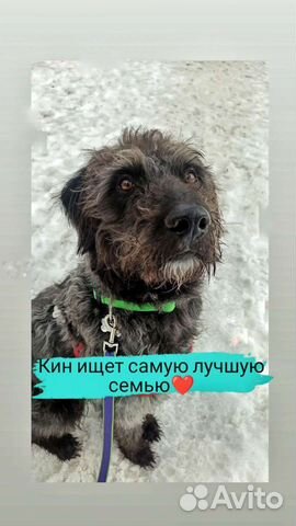 Собака ищет свою семью