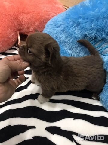 Чихуахуа яркий шоколад с пушистыми ушками