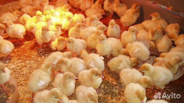 Индюшата Конвертер (Канада)