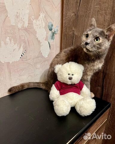 Кошечка Ева