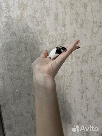 Бамбуковая мышь