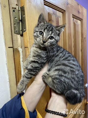 Котенок в добрые руки