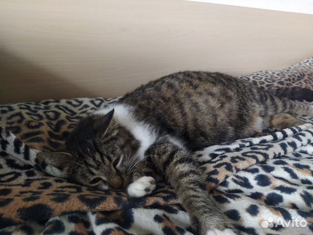 Кошка в добрые руки