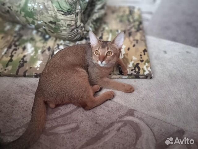 Аббисинский кот