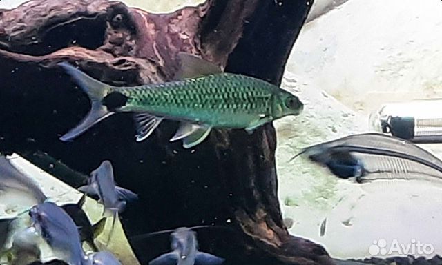 Сетчатый бородоед