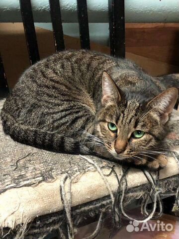 Кошка Изумрудка,1,5 года