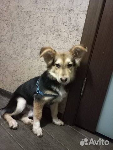 Щенок в добрые руки 7 мес