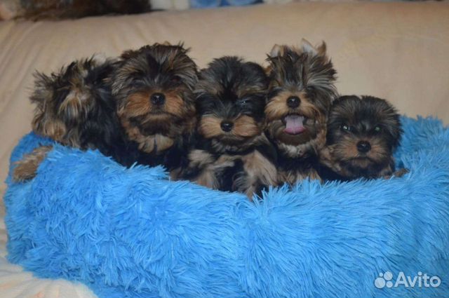 Йоркширский терьер щенки