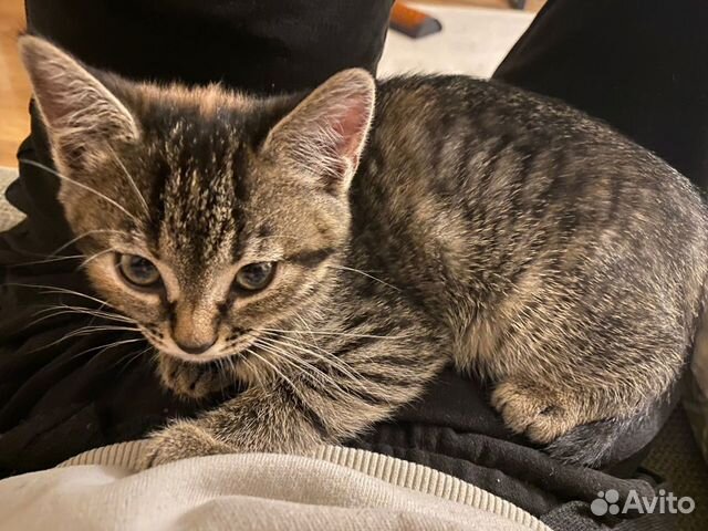Котята