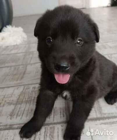 Восточноевропейская овчарка