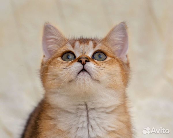 Шотландский золотой котёнок