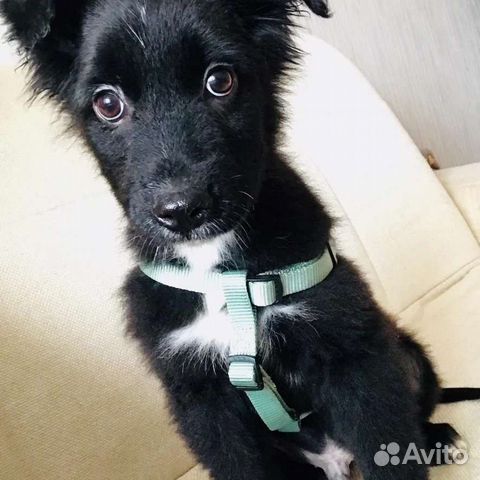 Тиша ищет дом