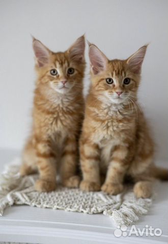 Малыши мэйнкунята