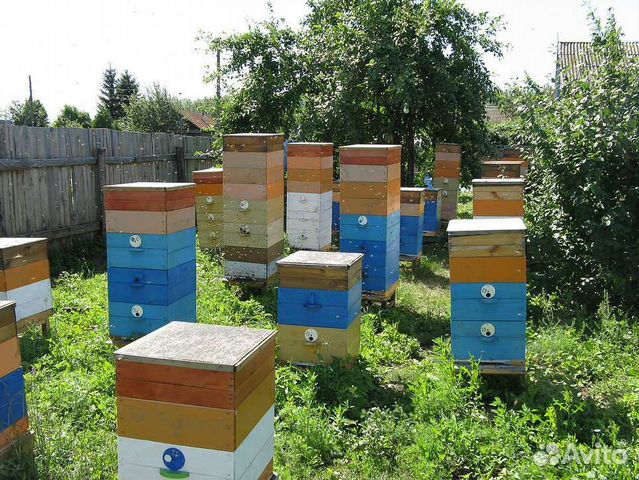 Пчелопакеты карника