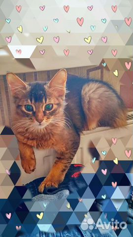 Котёнок- Сомали- котик